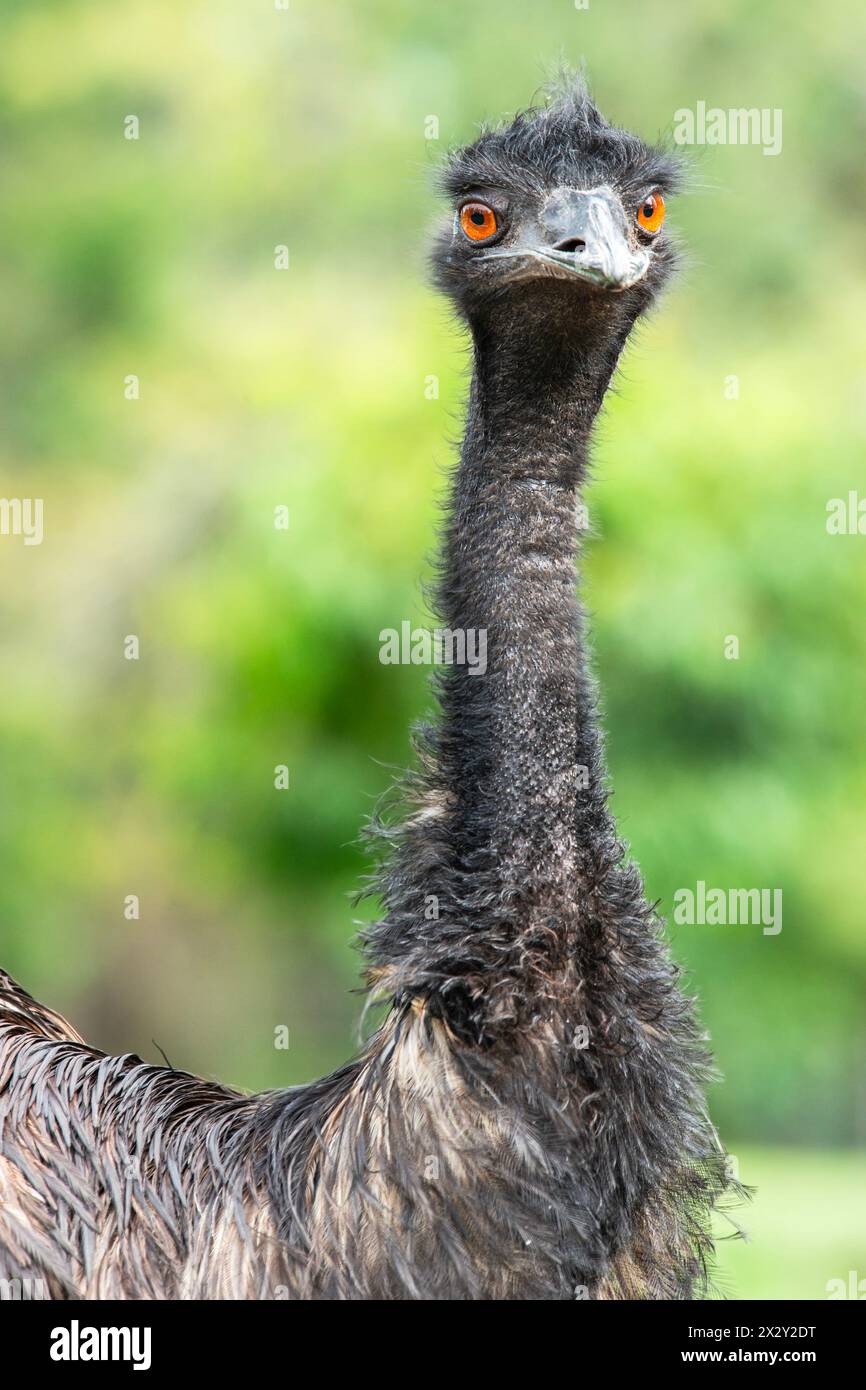 The emu is a species of flightless bird endemic to Australia, where it ...