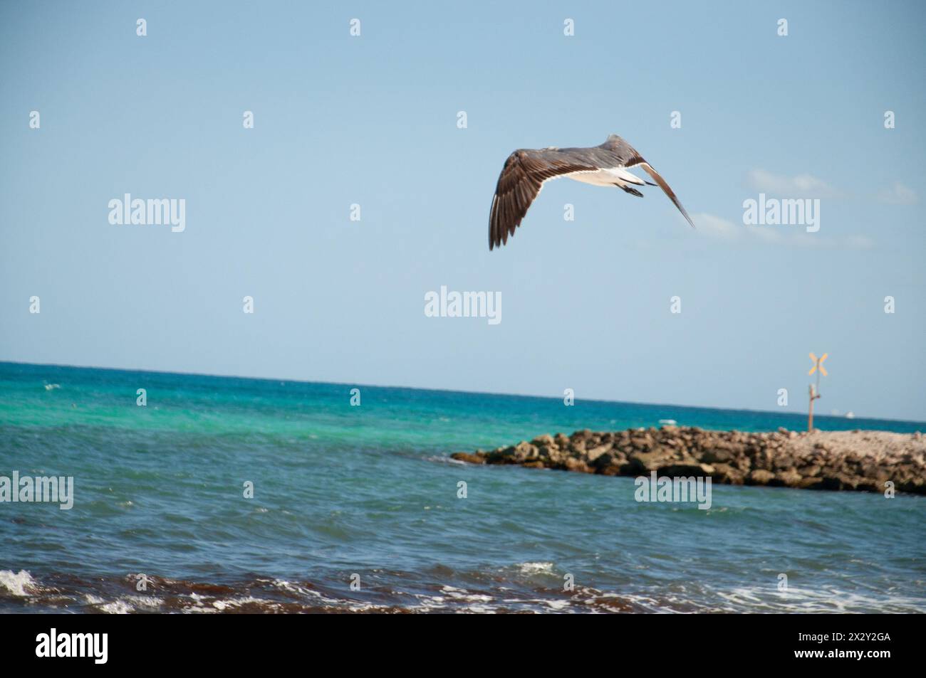 Seagull flying at the beach Stock Photo - Alamy