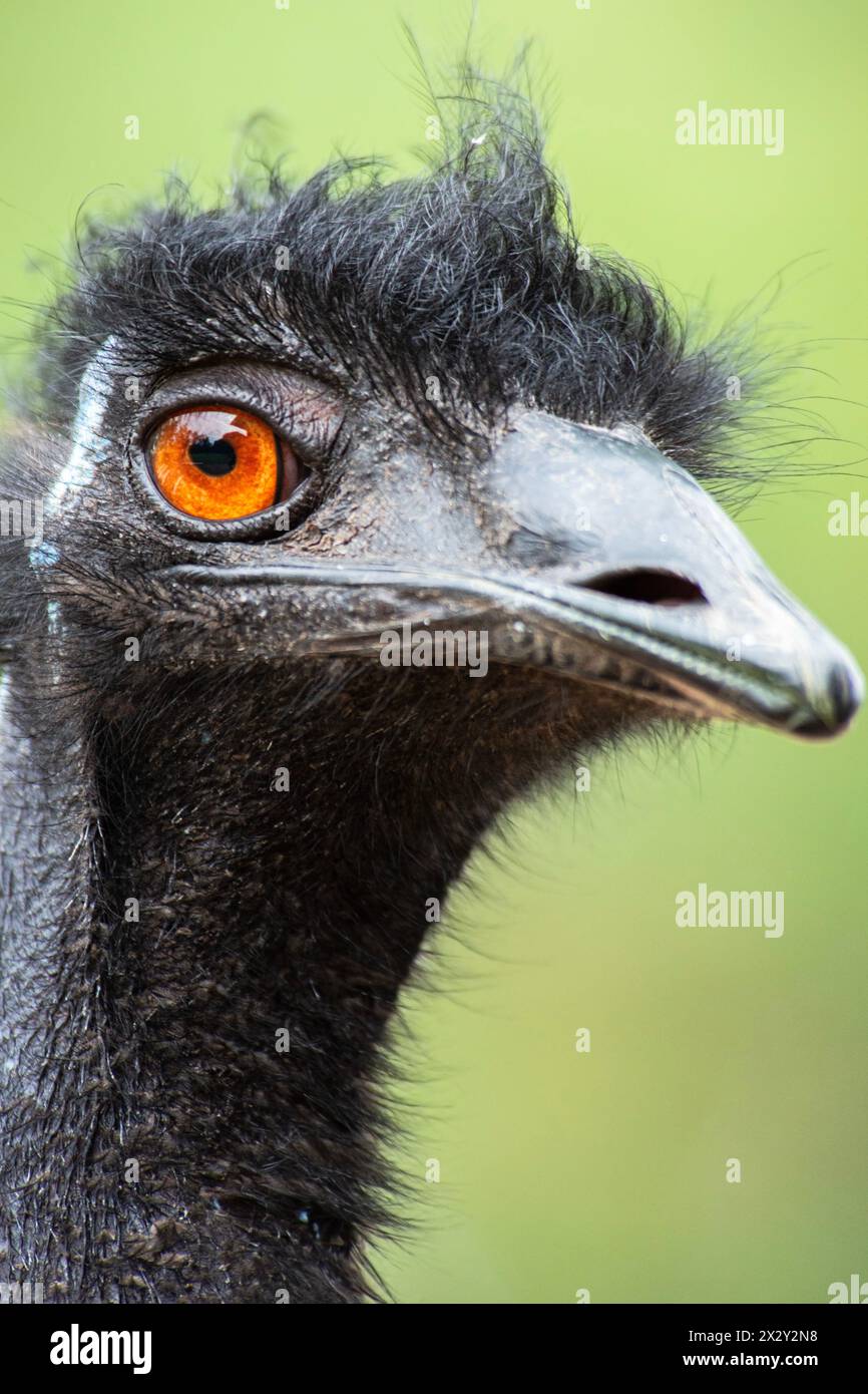 The emu is a species of flightless bird endemic to Australia, where it ...