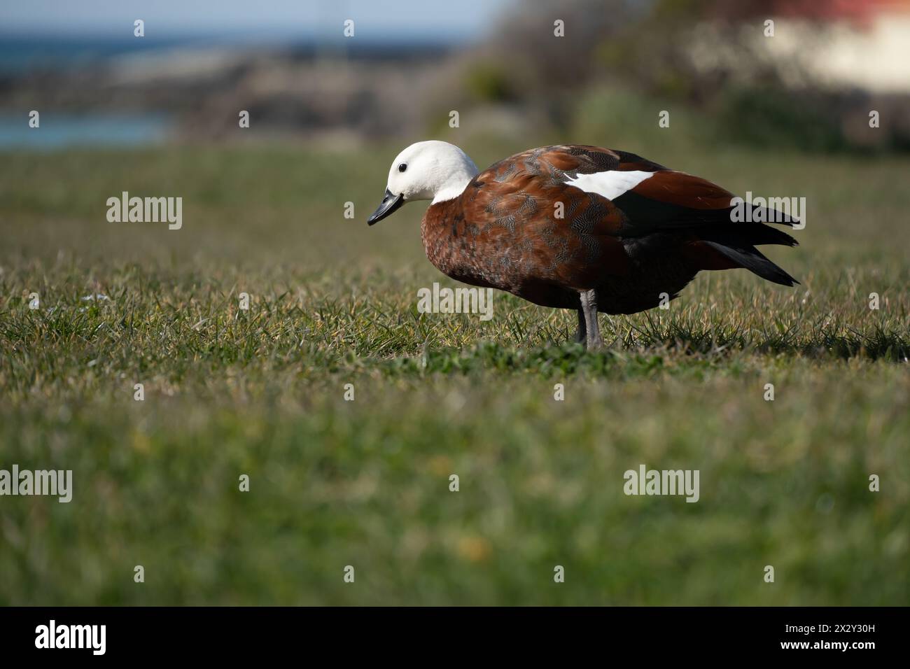 Female paradise shelduck in grass Stock Photo - Alamy