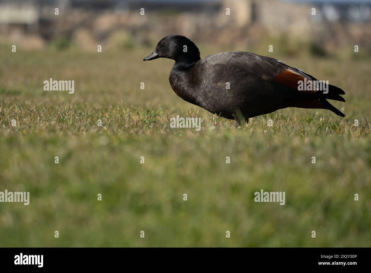 Profile view of male paradise shelduck at Ōamaru Harbour Stock Photo ...