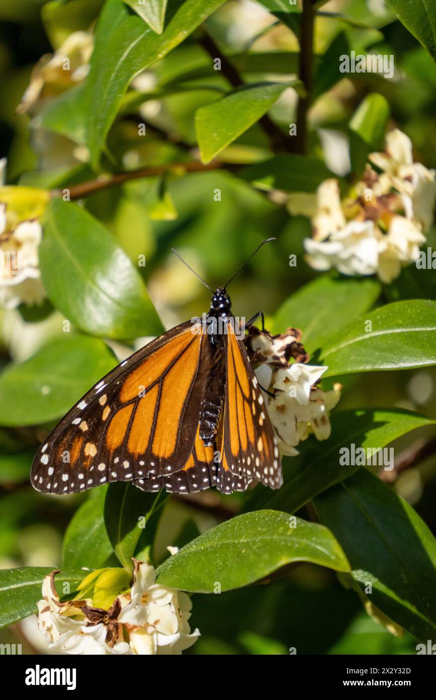 Butterfly Jasmine