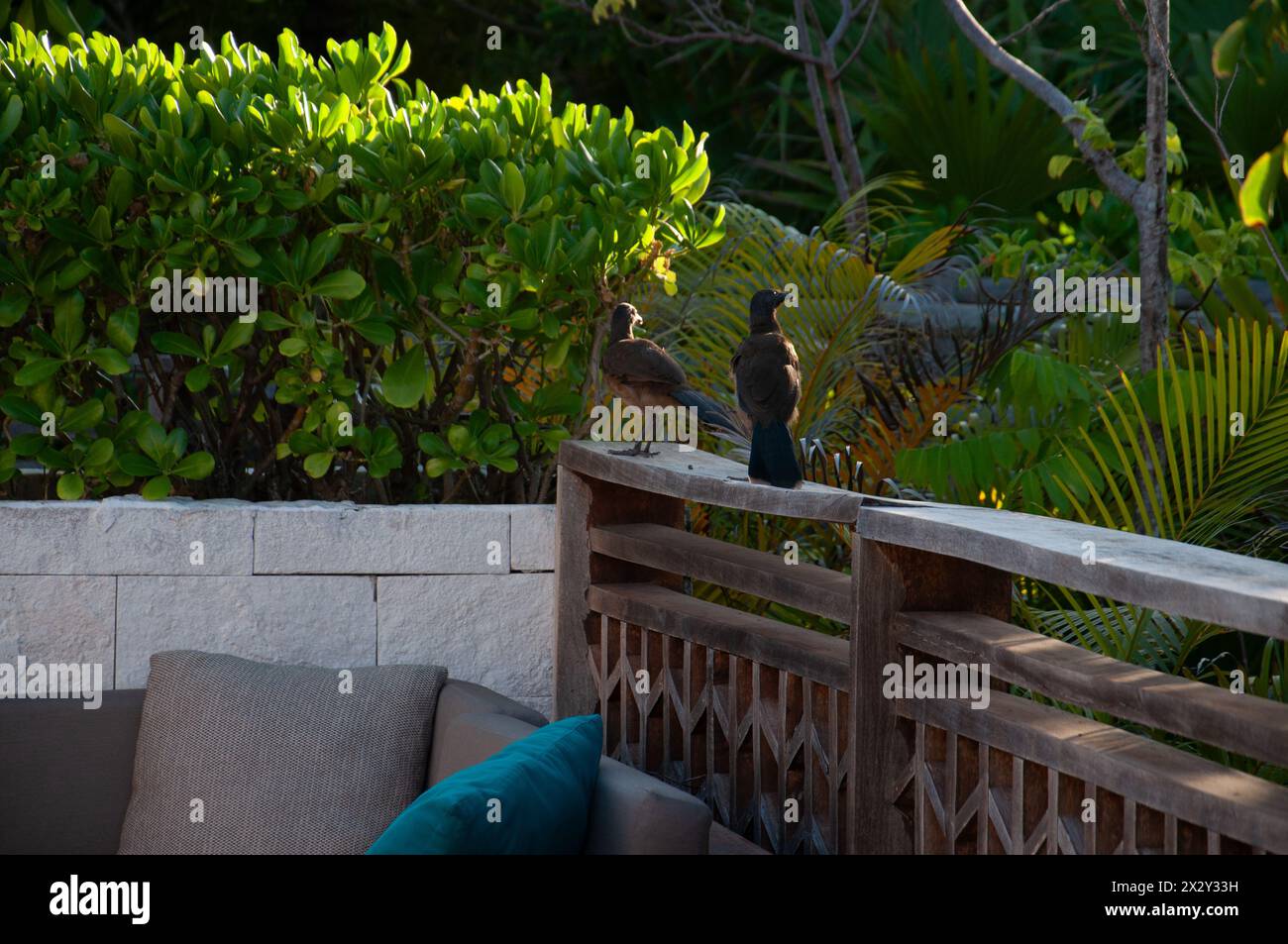 Two birds standing on a hotel at Rivera Maya Mexico Stock Photo - Alamy