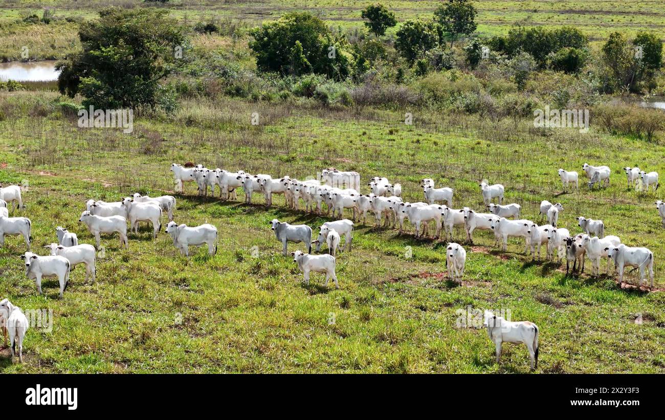 field pasture area for cattle breeding white cows grazing Stock Photo ...