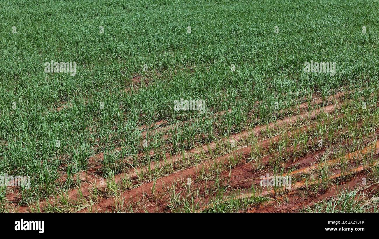 field sugar cane cultivation area agribusiness Stock Photo - Alamy