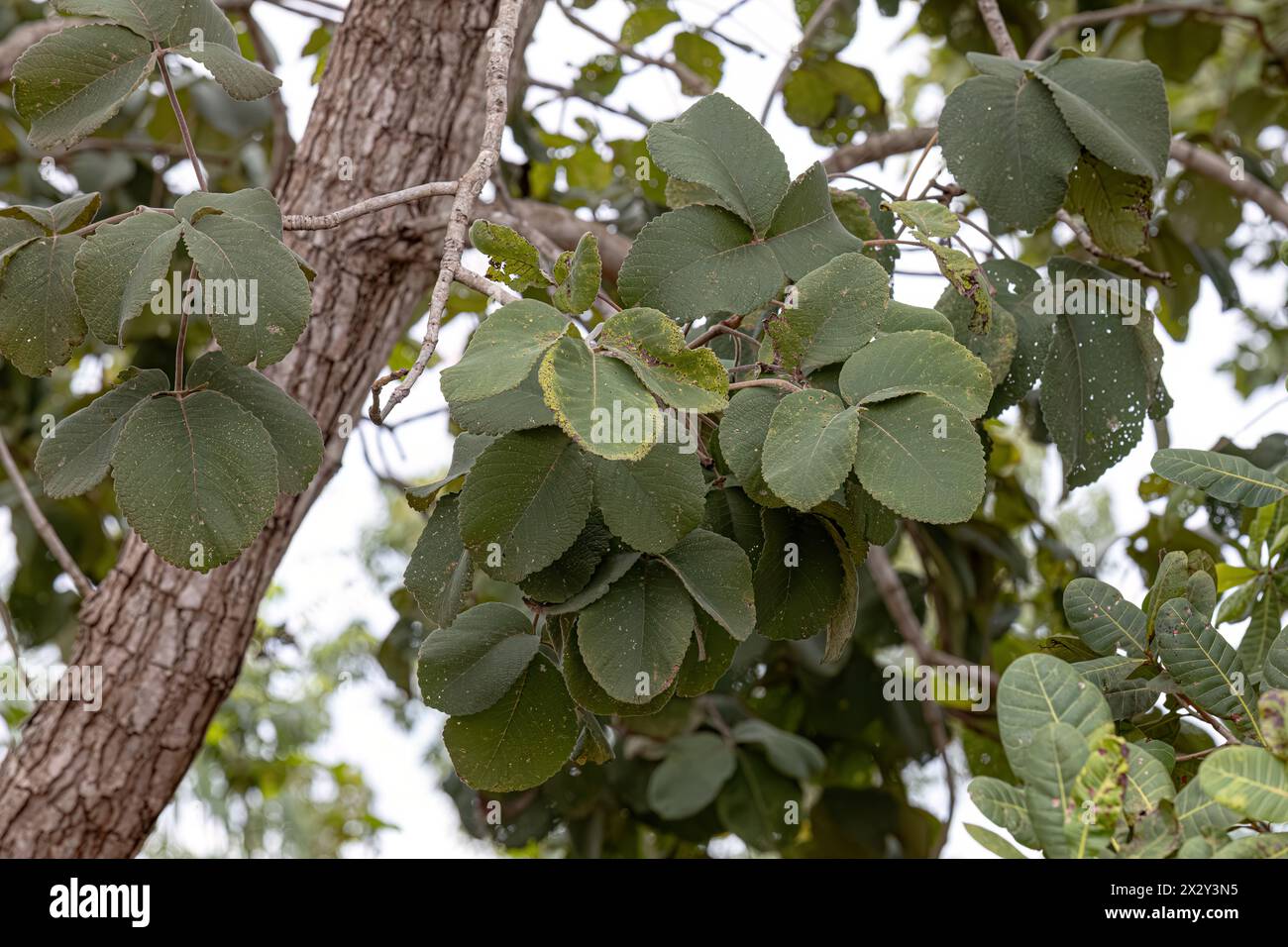 Angiosperm tree leaves species hi-res stock photography and images - Alamy