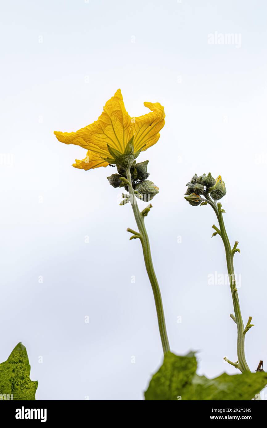 Sponge Gourd Yellow Flower of the species Luffa aegyptiaca Stock Photo ...