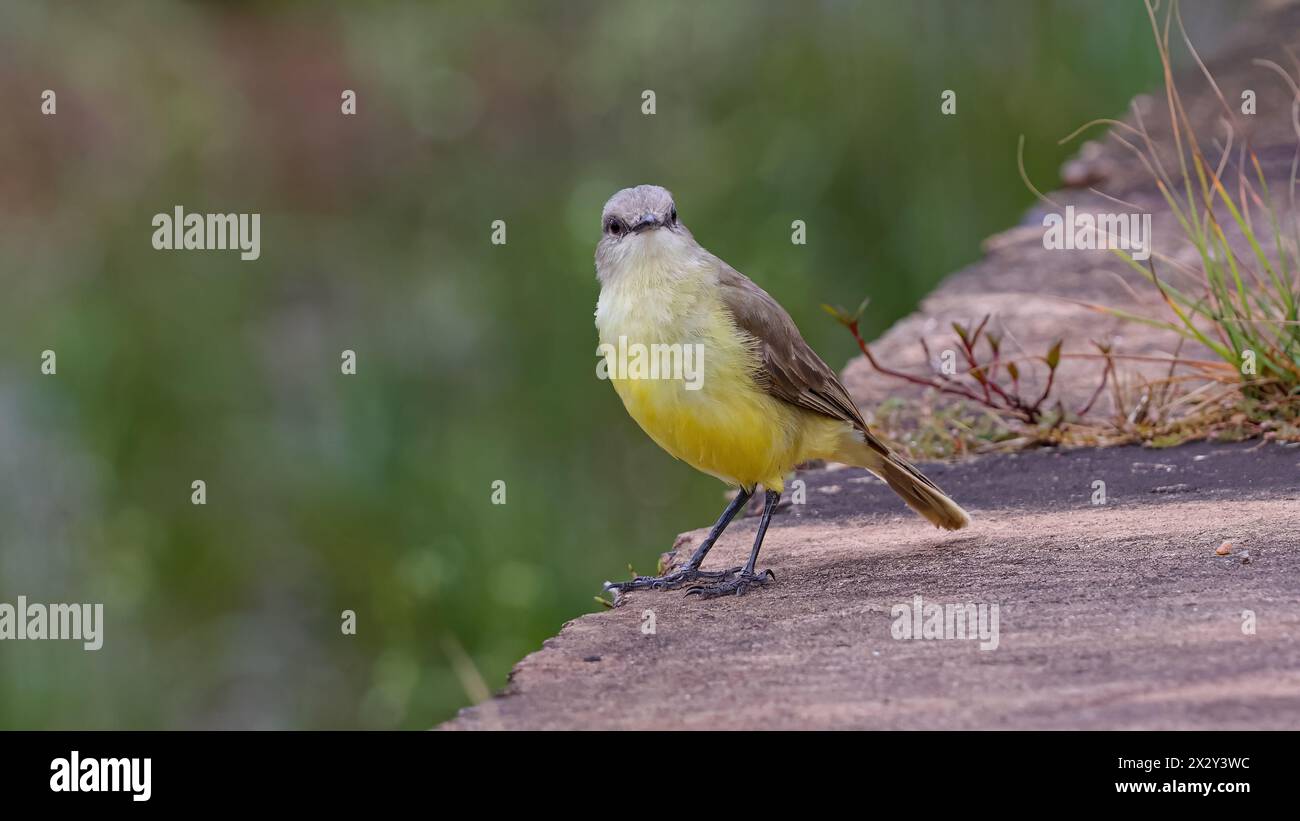 Adult Cattle Tyrant Bird of the species Machetornis rixosa Stock Photo ...