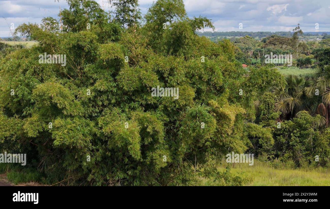 Clump of bamboo hi-res stock photography and images - Alamy