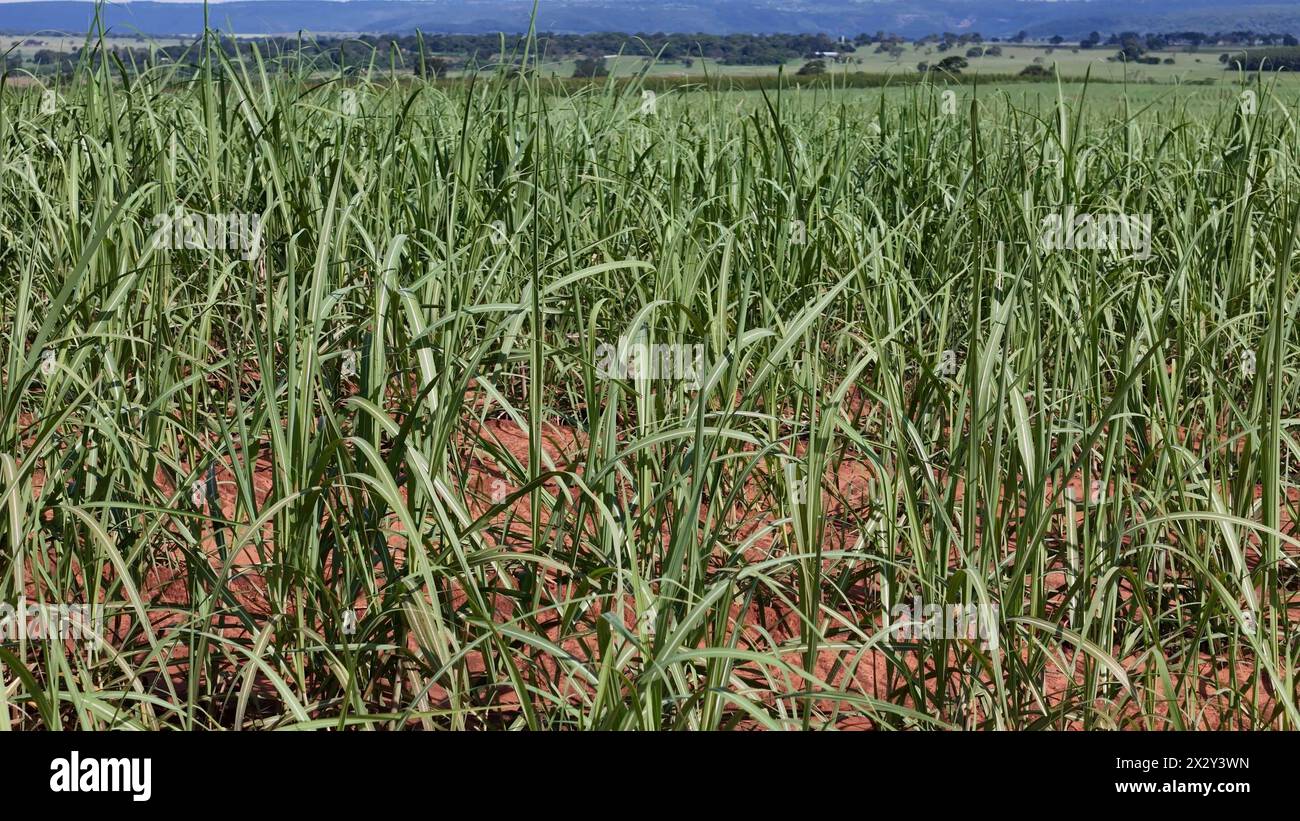 field sugar cane cultivation area agribusiness Stock Photo - Alamy