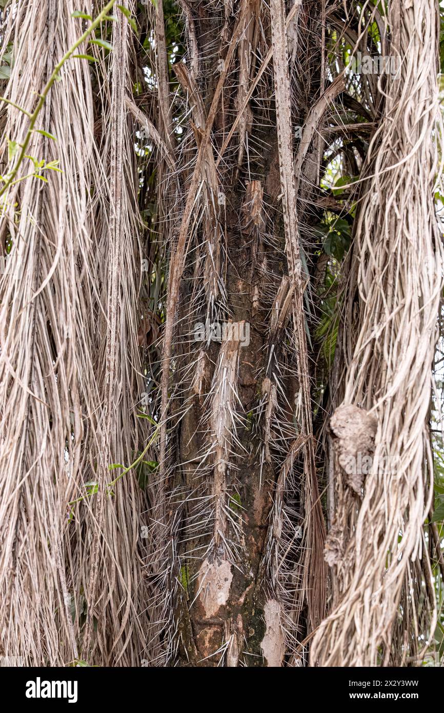 Macaw Palm Tree of the species Acrocomia aculeata Stock Photo - Alamy