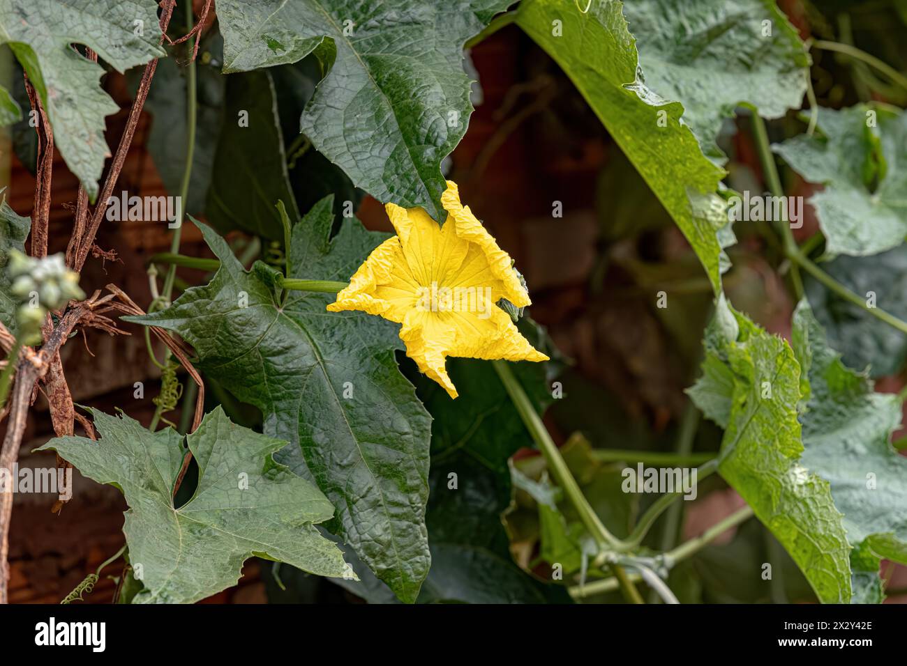 Sponge Gourd Yellow Flower of the species Luffa aegyptiaca Stock Photo ...