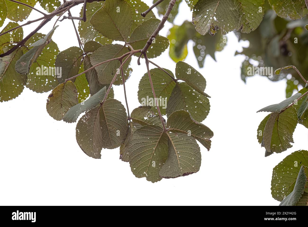 Pequi tree hi-res stock photography and images - Alamy