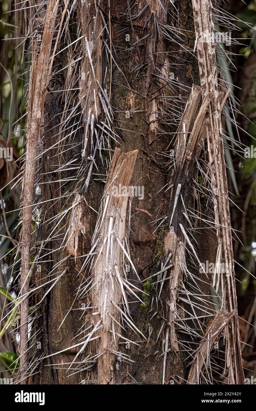 Macaw Palm Tree of the species Acrocomia aculeata Stock Photo - Alamy