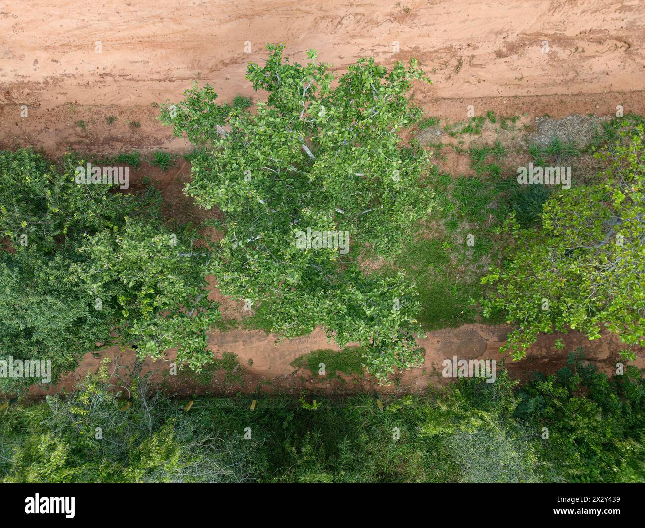 Plant Stinkingtoe Tree of the species Hymenaea stigonocarpa Stock Photo ...
