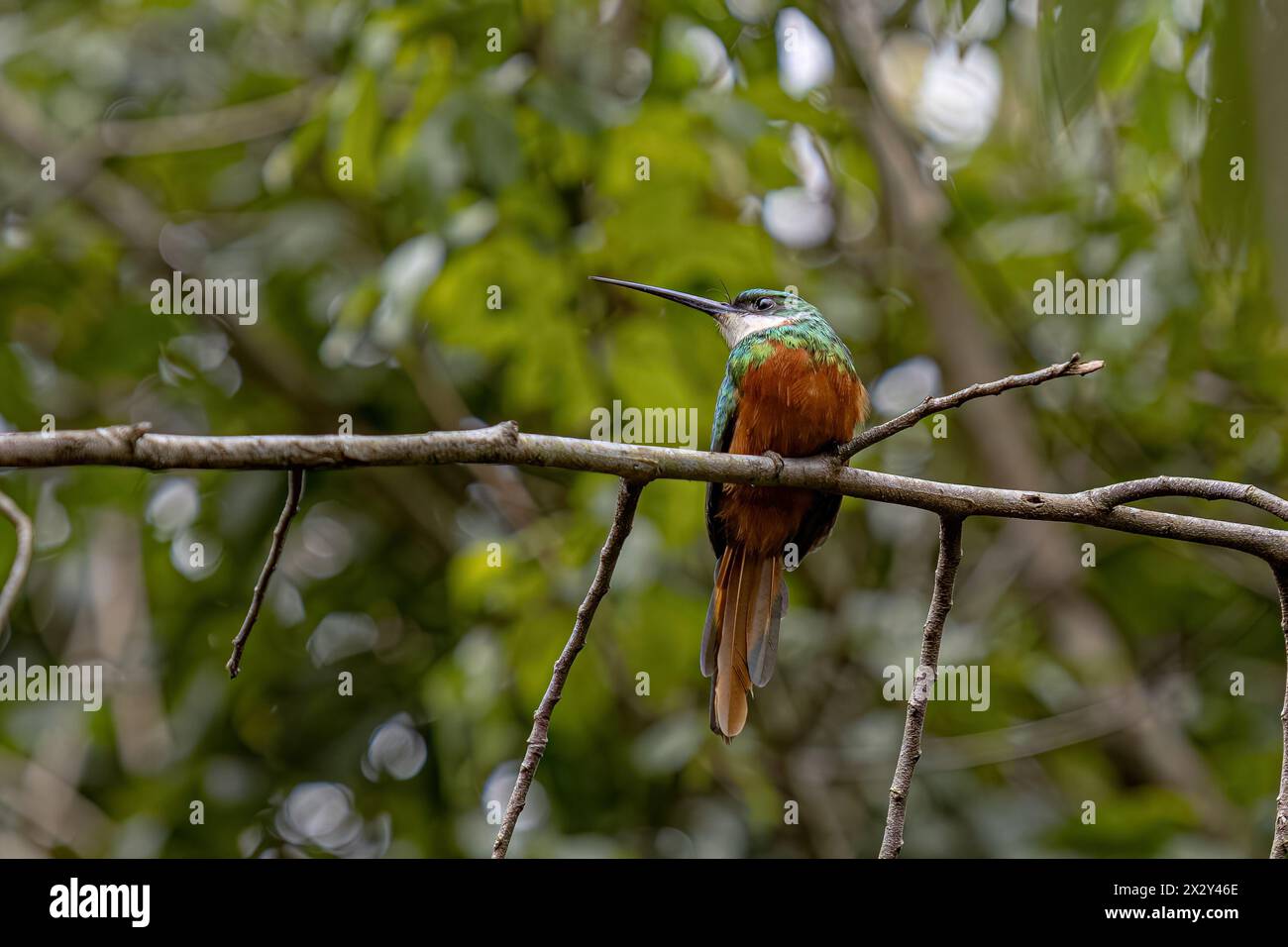 Animal Rufous-tailed Jacamar Bird of the species Galbula ruficauda Stock Photo - Alamy
