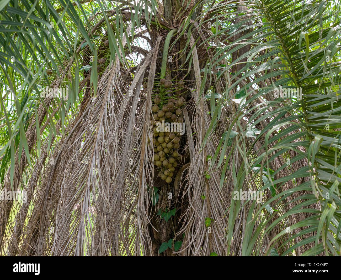 Macaw Palm Fruits of the species Acrocomia aculeata Stock Photo - Alamy