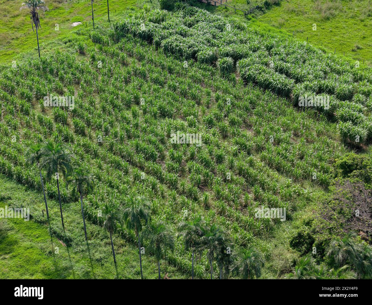 field sugar cane cultivation area agribusiness Stock Photo - Alamy