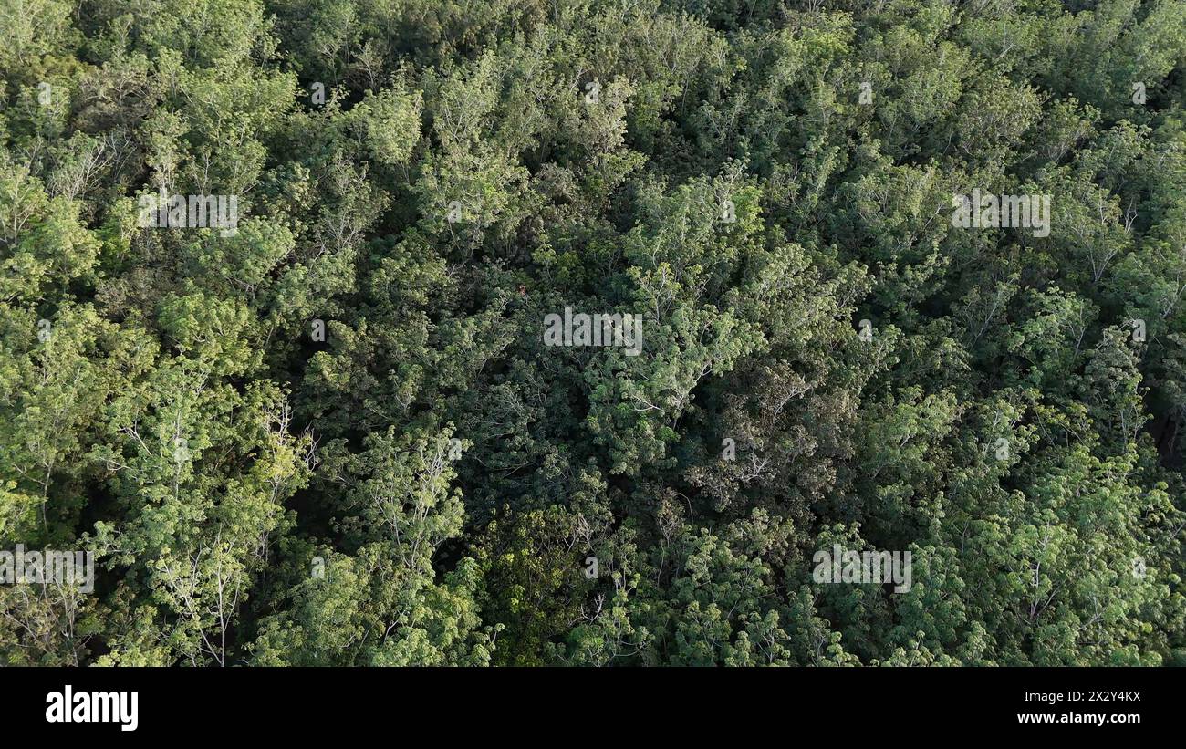 aerial image of rubber tree forest for latex extraction Stock Photo - Alamy