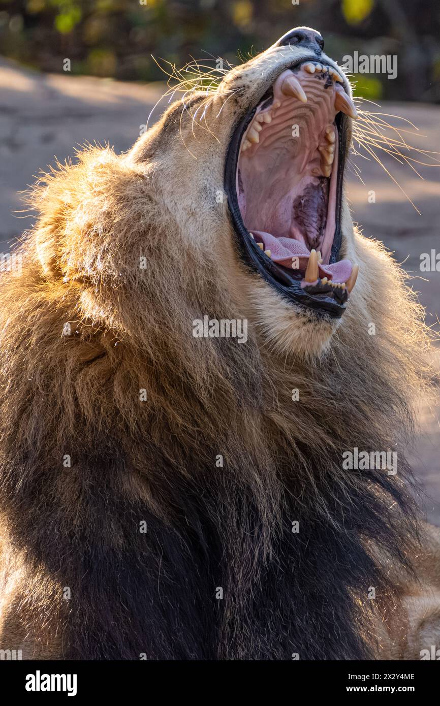 Male African lion (Panthera leo) at Zoo Atlanta near downtown Atlanta ...
