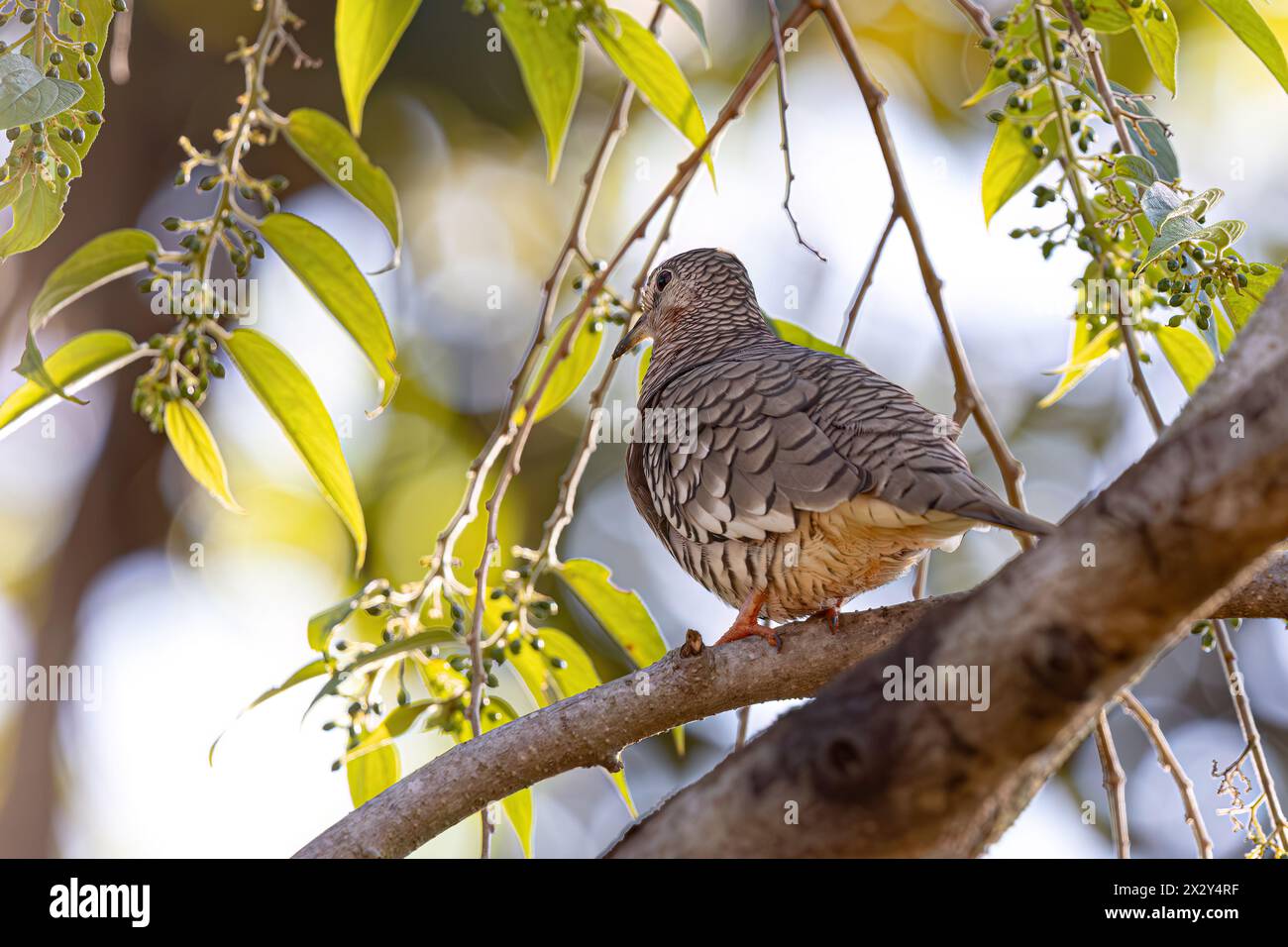 Scaled Dove Bird of the Species Columbina squammata Stock Photo - Alamy