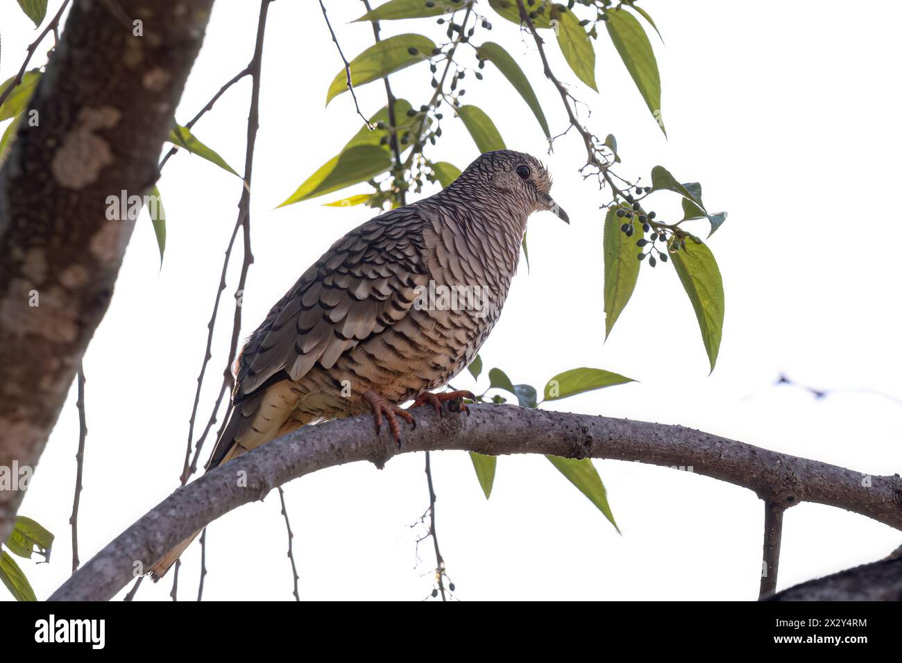 Scaled Dove Bird of the Species Columbina squammata Stock Photo - Alamy