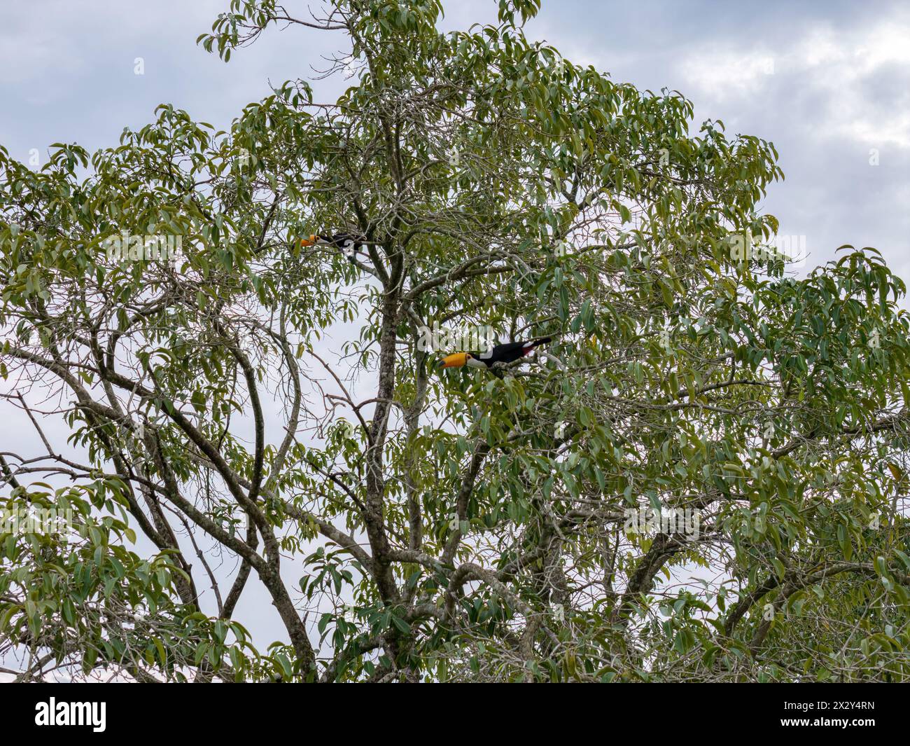Common toucans toco ramphastos hi-res stock photography and images - Alamy