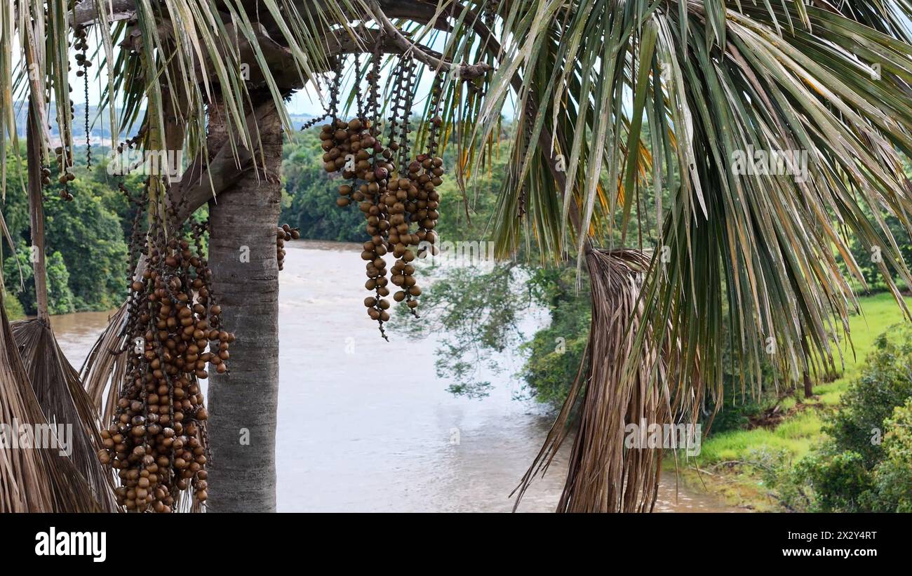 aerial image of fruits of the buriti palm tree Stock Photo - Alamy