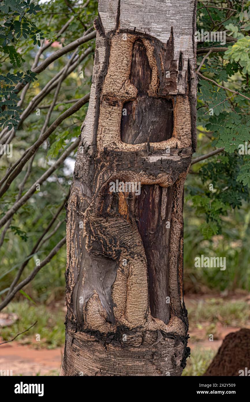 Stinkingtoe Tree Trunk of the species Hymenaea stigonocarpa with ...