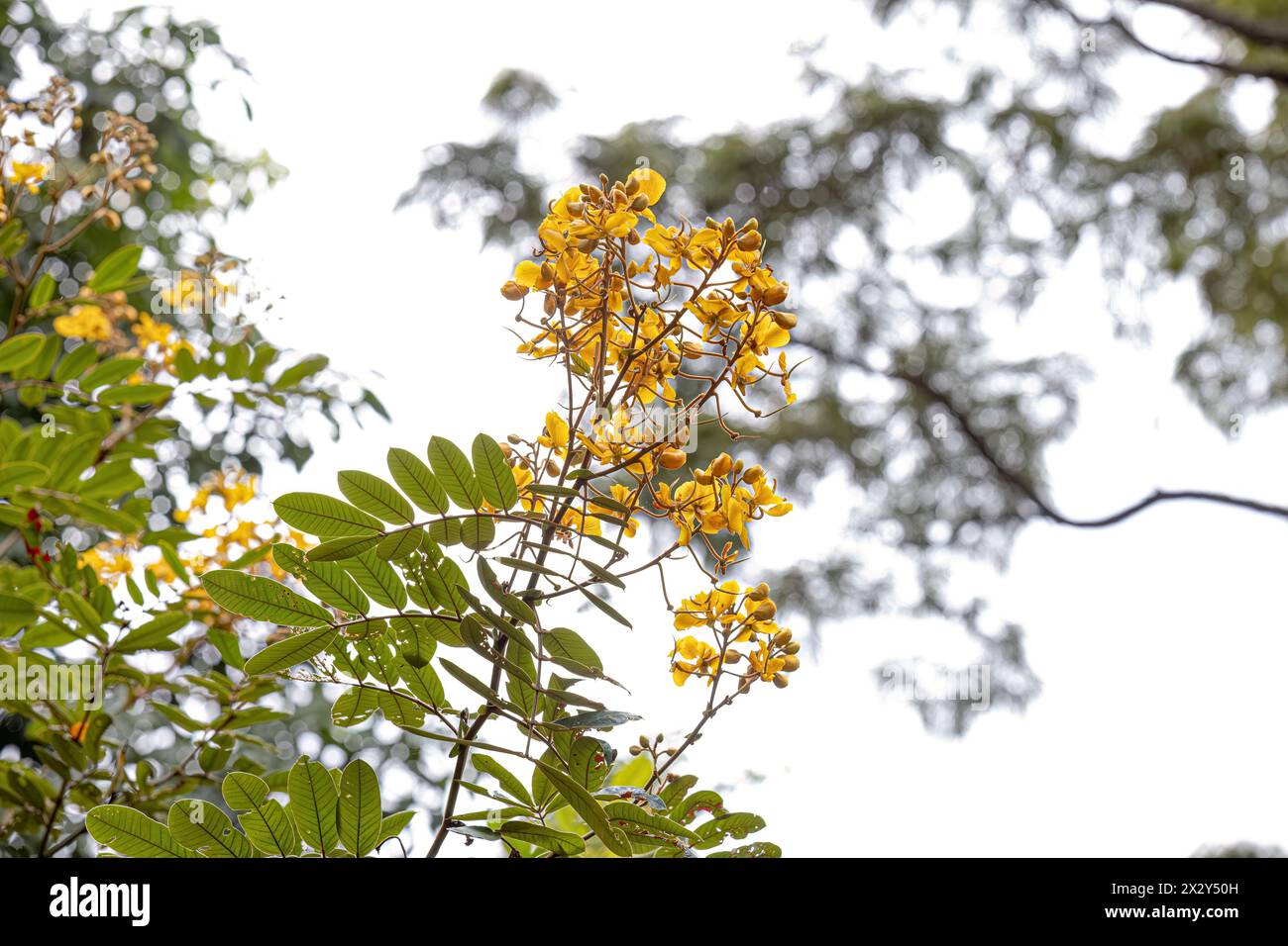 Senna genus hi-res stock photography and images - Alamy