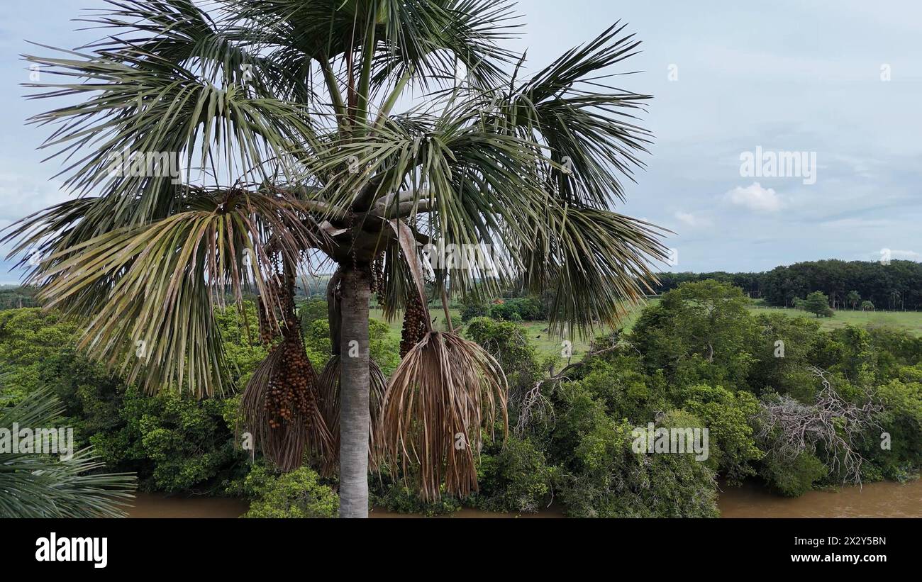 aerial image of fruits of the buriti palm tree Stock Photo - Alamy