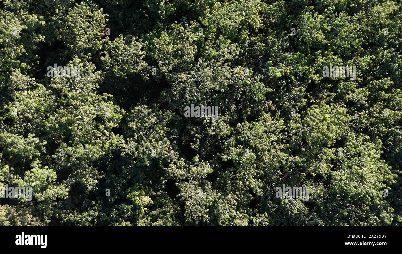 aerial image of rubber tree forest for latex extraction Stock Photo - Alamy