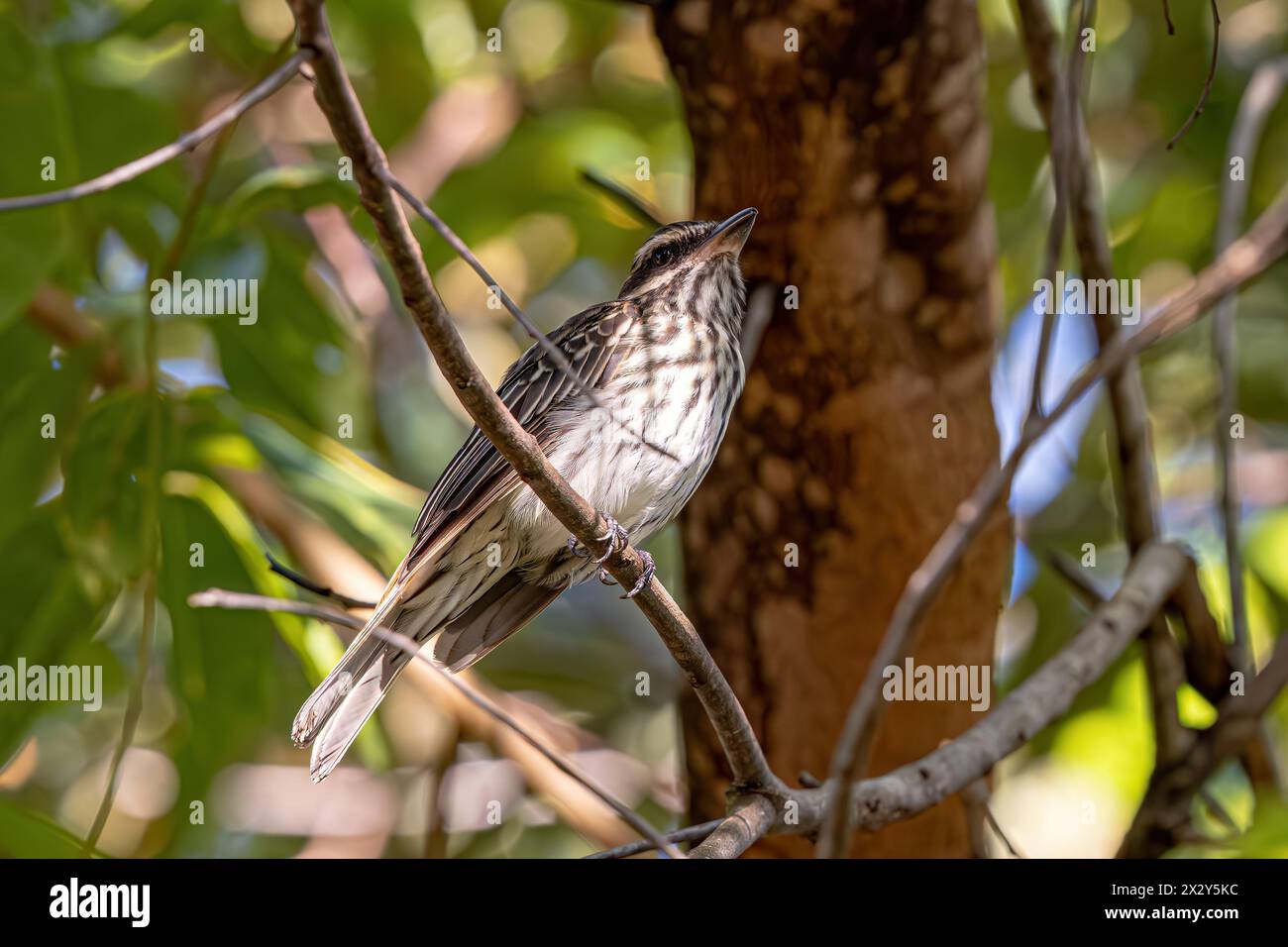 Streaked Flycatcher Bird of the species Myiodynastes maculatus Stock ...