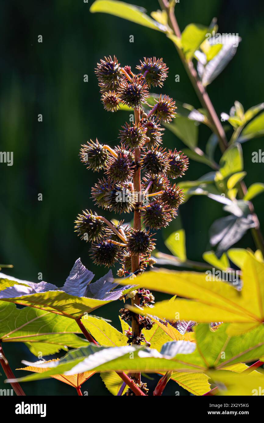 Green Castor Bean Plant of the species Ricinus communis Stock Photo - Alamy