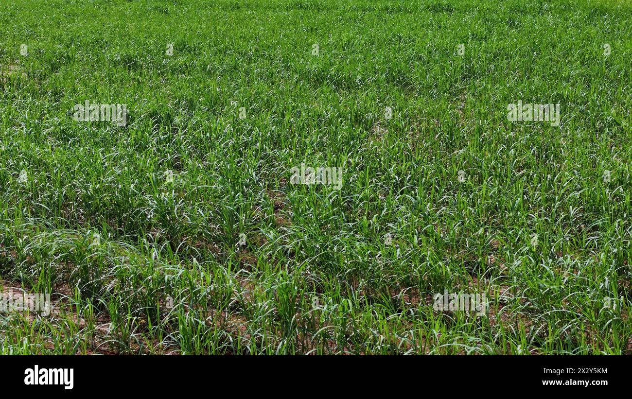 field sugar cane cultivation area agribusiness Stock Photo - Alamy