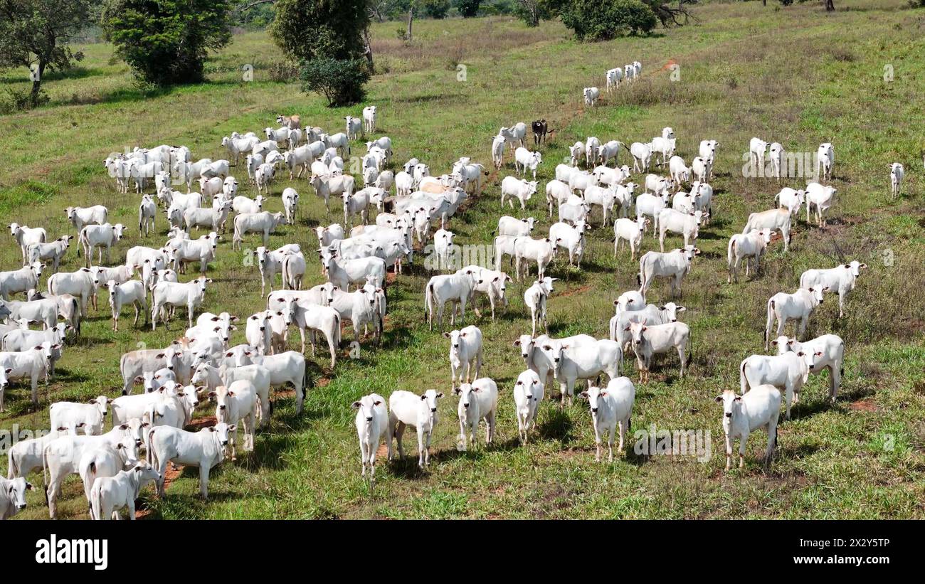 field pasture area for cattle breeding white cows grazing Stock Photo ...