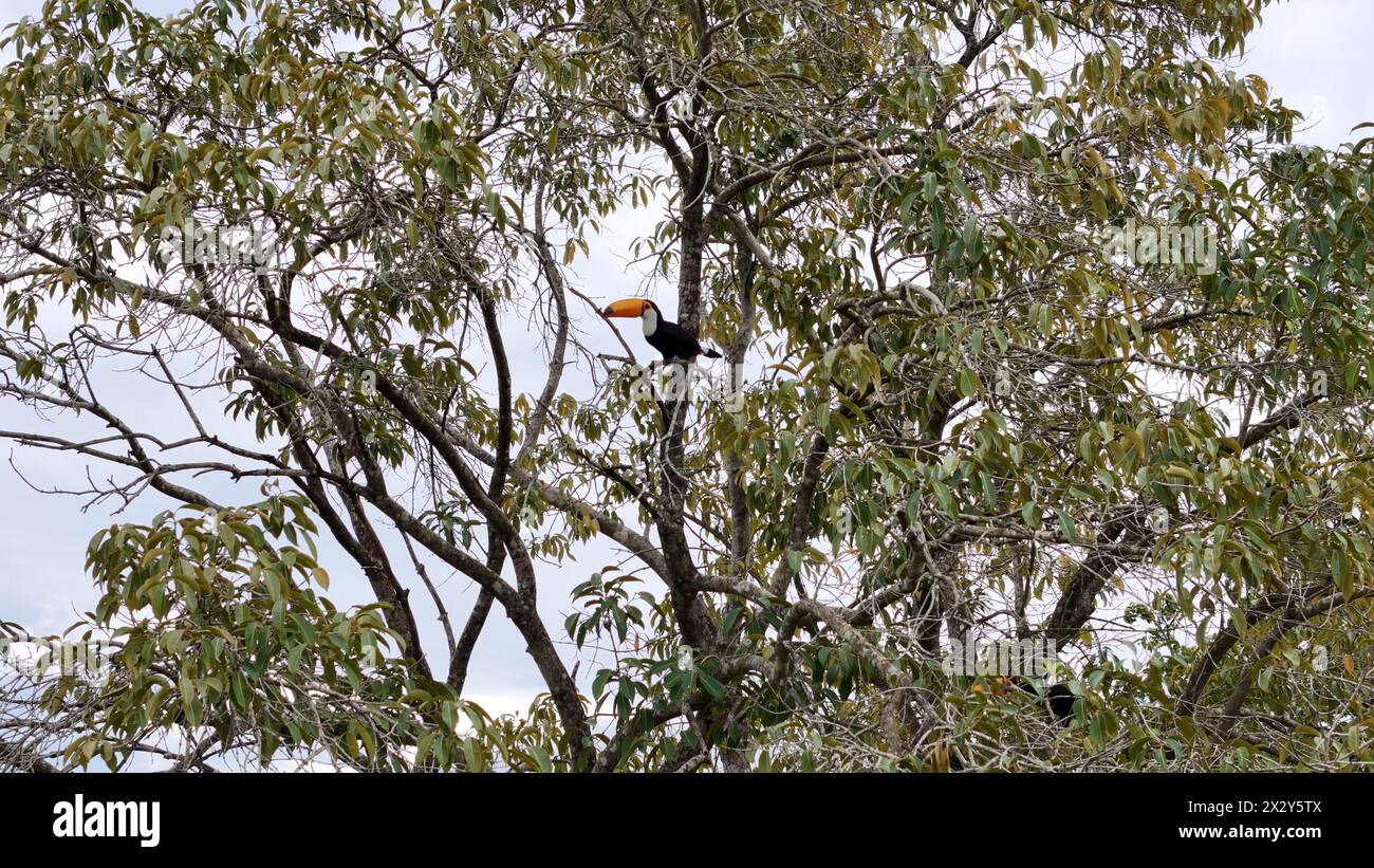 Common toucans toco ramphastos hi-res stock photography and images - Alamy