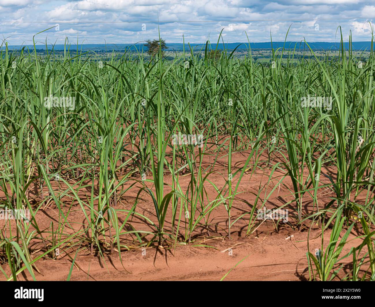 field sugar cane cultivation area agribusiness Stock Photo - Alamy