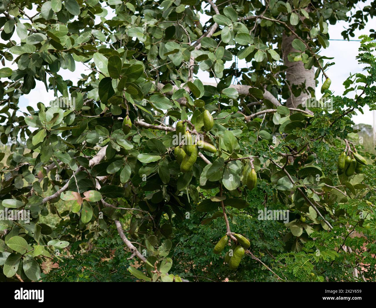 Plant Stinkingtoe Tree of the species Hymenaea stigonocarpa Stock Photo ...