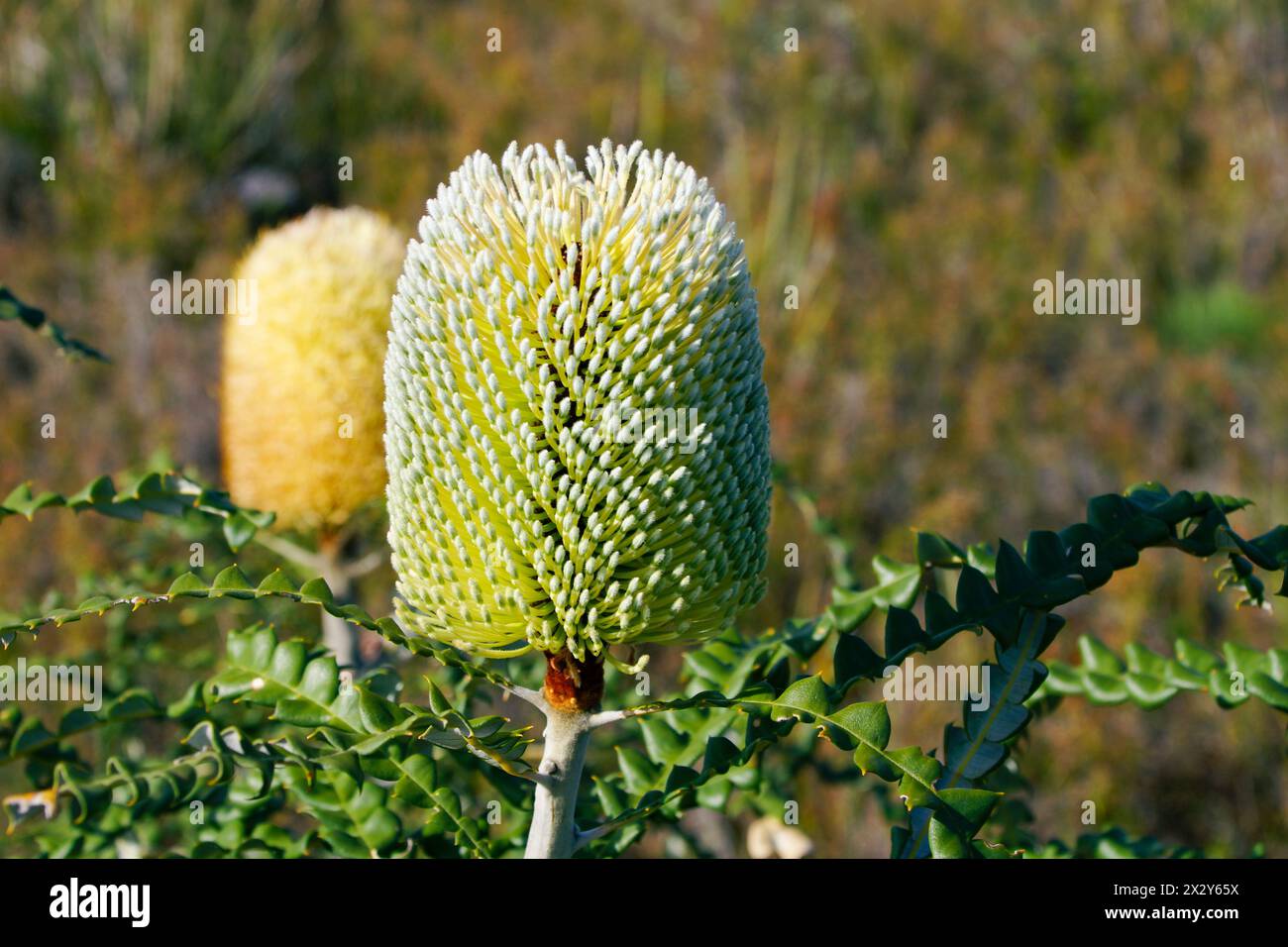 Flowers of the showy banksia (Banksia speciosa) in natural habitat near ...