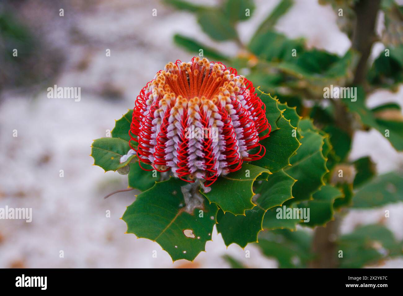Flower of the Scarlet Banksia (Banksia coccinea) in natural habitat ...