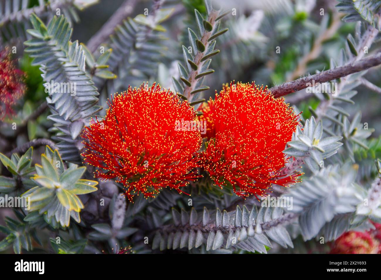 Barrens regalia hi-res stock photography and images - Alamy