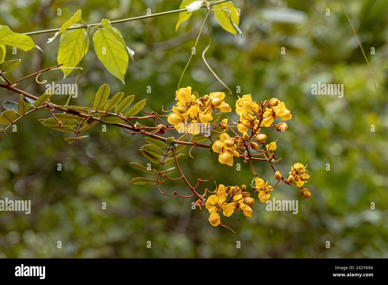 Senna silvestris hi-res stock photography and images - Alamy