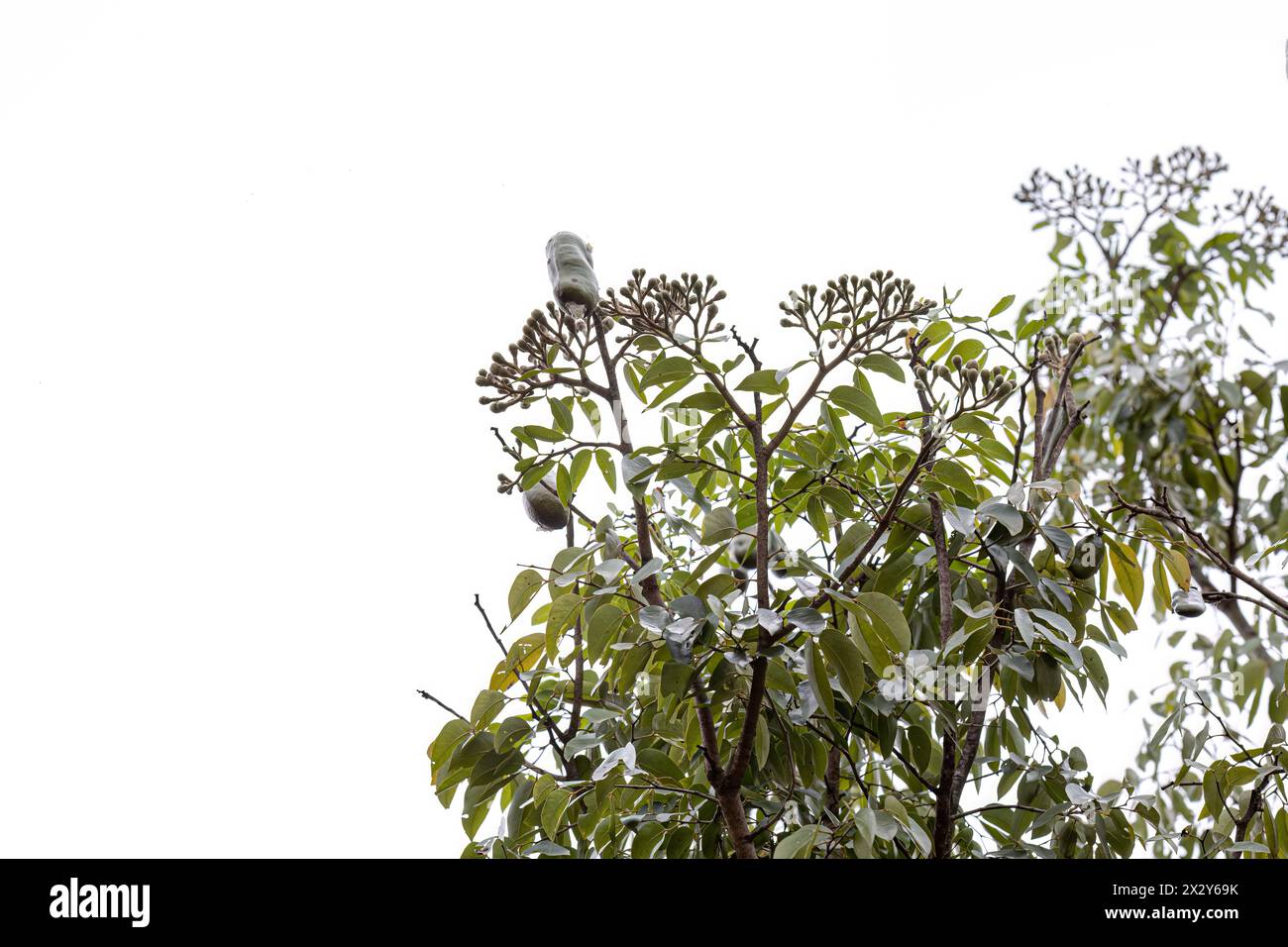 Stinkingtoe Tree with Fruits of the species Hymenaea courbaril with ...
