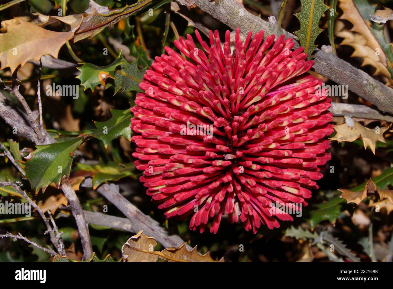 Flower of the red lantern banksia (Banksia caleyi) in natural habitat ...