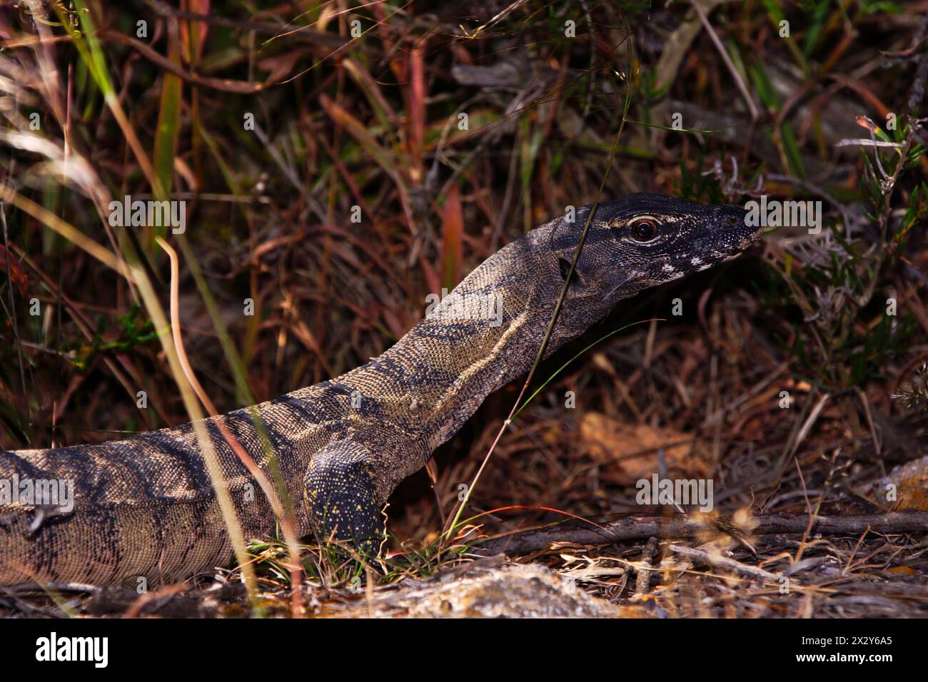 Rosenberg´s monitor, Varanus rosenbergi, large goanna in its natural ...