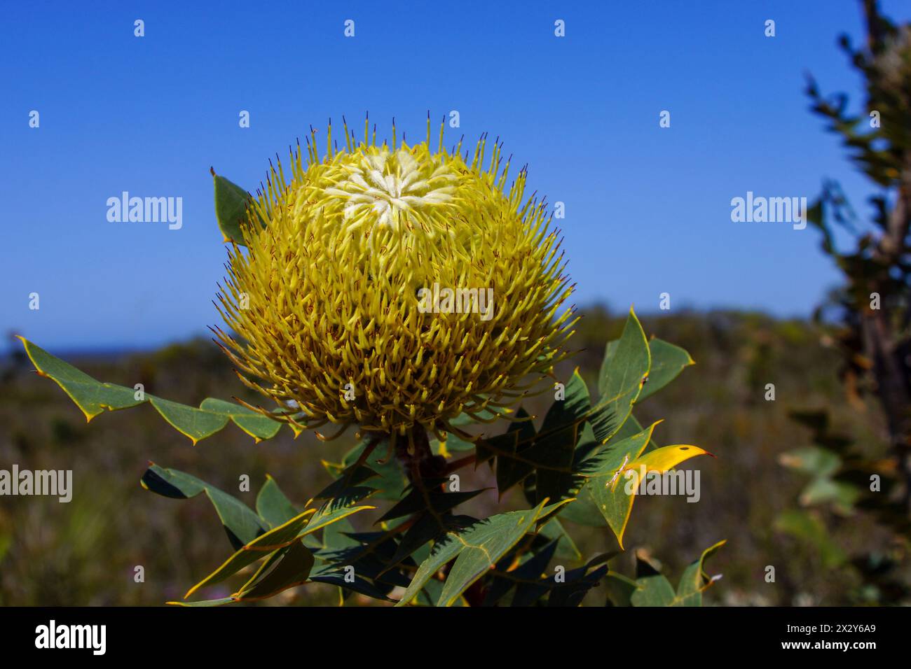 Yellow flower of the bird´s nest Banksia (Banksia baxteri), in natural ...