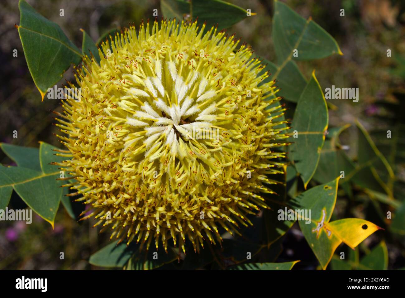 Yellow flower of the bird´s nest Banksia (Banksia baxteri), view from ...