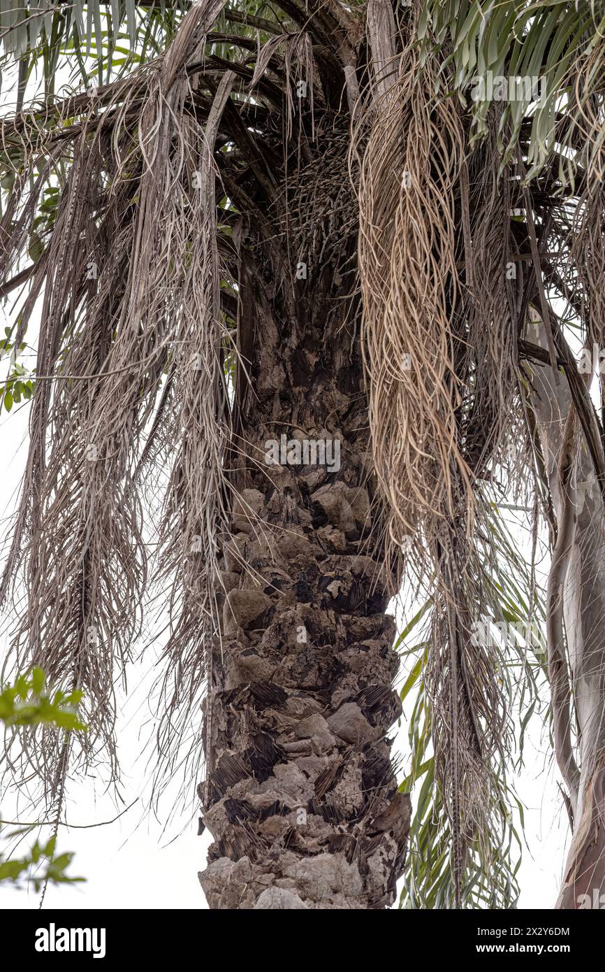 Macaw Palm Tree of the species Acrocomia aculeata Stock Photo - Alamy