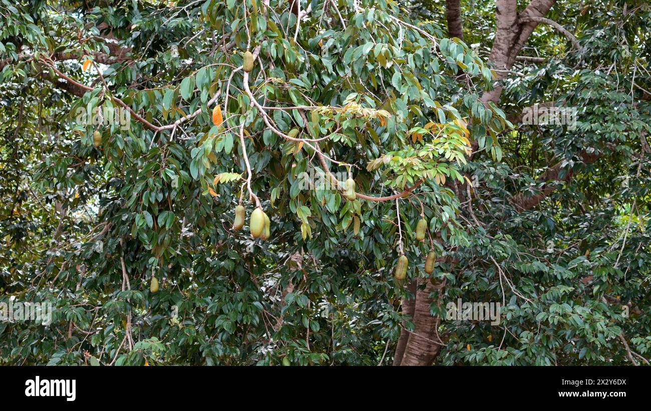 Stinkingtoe Tree with Fruits of the species Hymenaea courbaril Stock ...